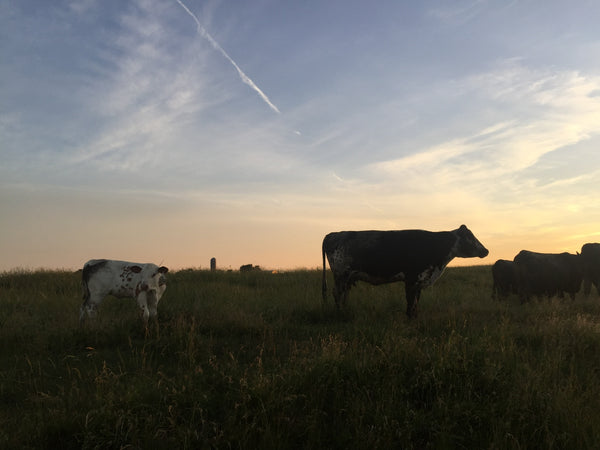 Differences Between Kobe Beef and Wagyu Beef – KOW Steaks